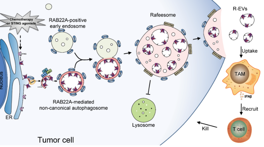 前沿！康铁邦教授团队这项研究发现一种新型细胞器Rafeesome，将促进抗肿瘤免疫