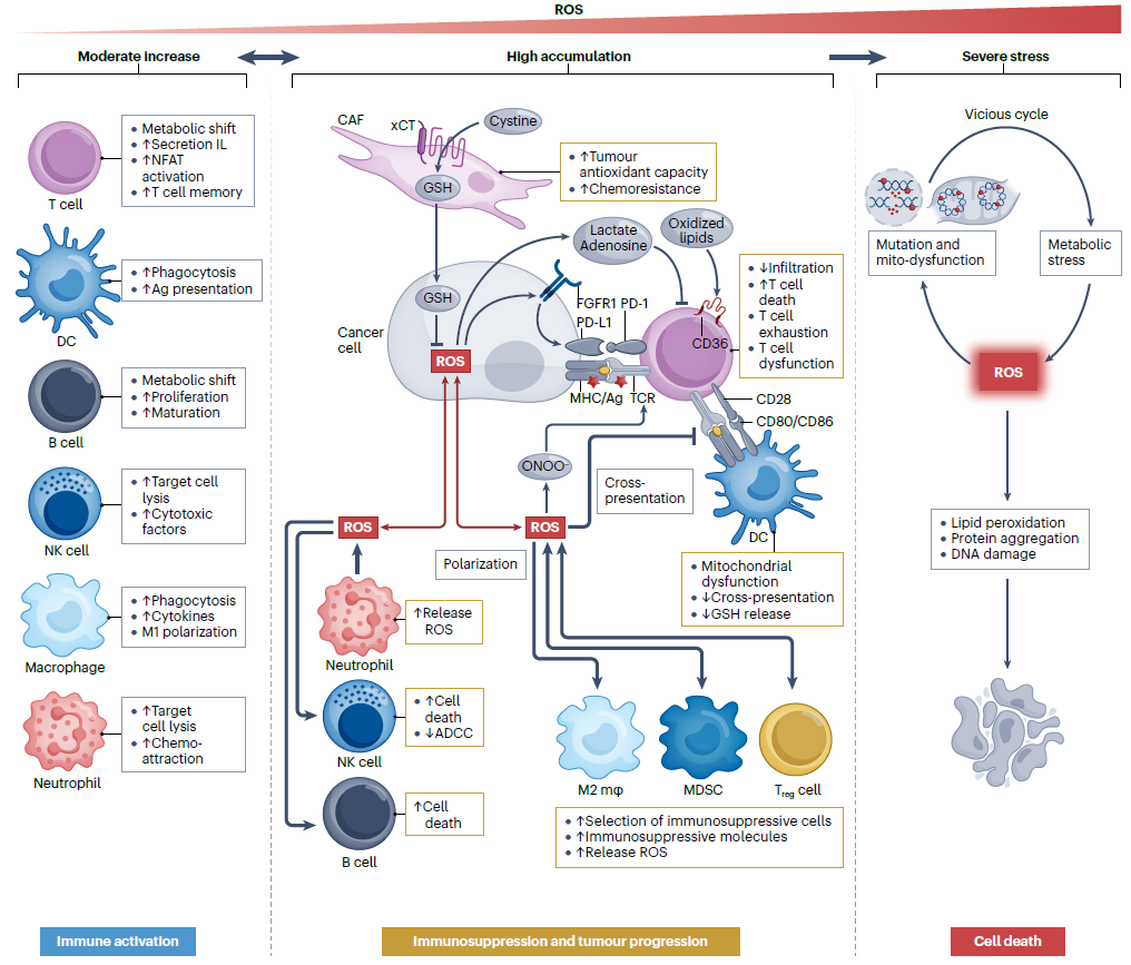 黄蓬团队发布Nature系列综述！靶向肿瘤活性氧的原理与治疗策略