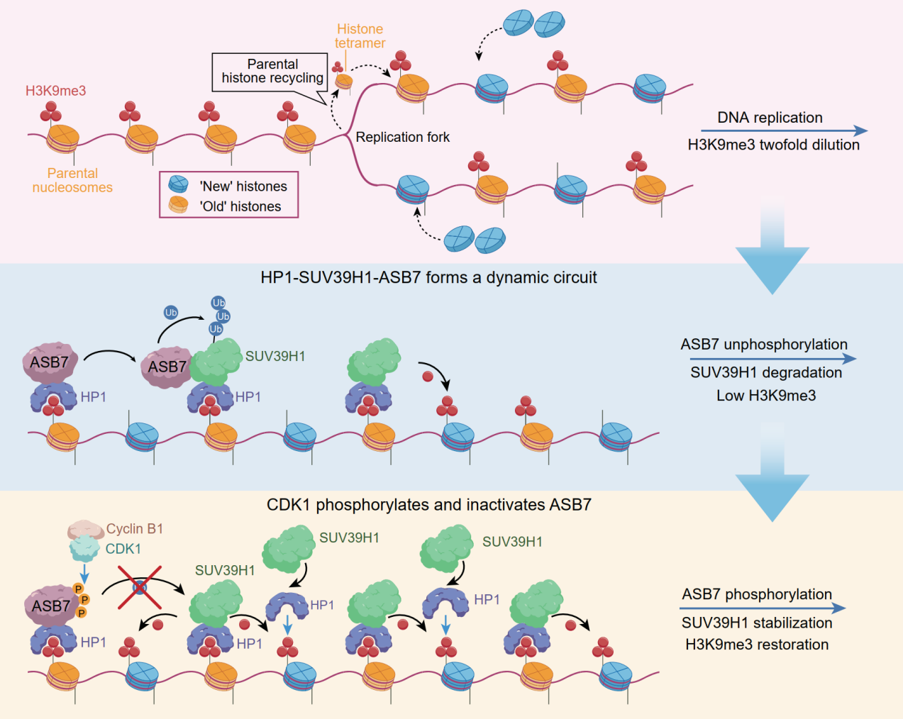Science发表！康铁邦、武远众团队发现ASB7扩增型肿瘤患者可能是PARP抑制剂的潜在获益人群